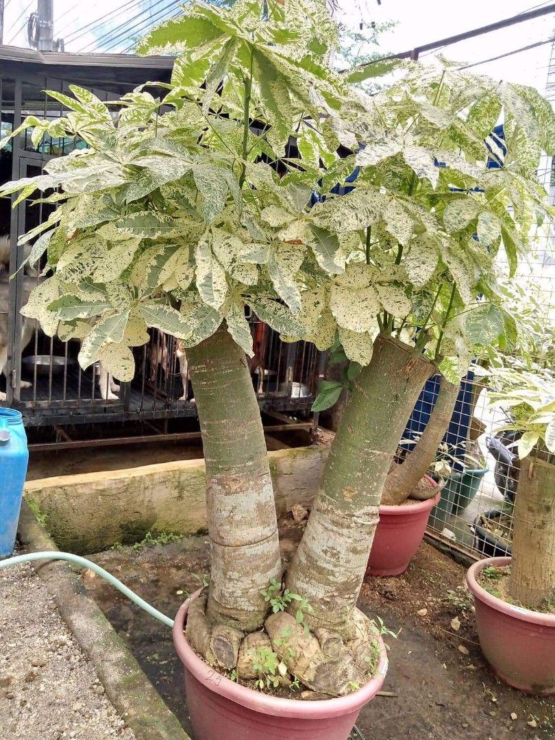 Money tree variegated, Furniture & Home Living, Gardening, Plants ...