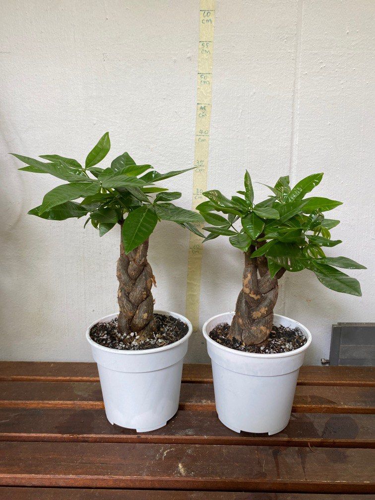 Pachira Aquatic Fa Cai Shu Plant 15 Each Furniture Home Living Pachira Aquatic Fa Cai Shu Plant 15 Each Furniture Home Living