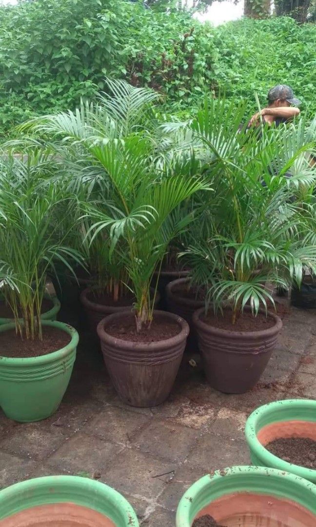 Palmera, Furniture & Home Living, Gardening, Plants & Seeds on Carousell