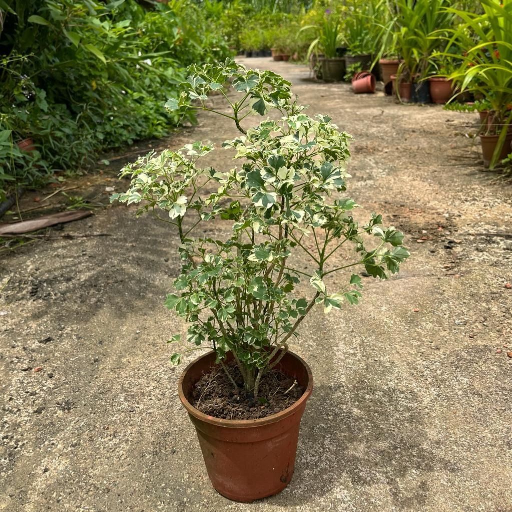 Polyscias 'Dwarf Variegata' (0.3m), Furniture & Home Living, Gardening ...