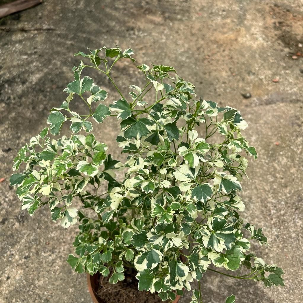 Polyscias 'Dwarf Variegata' (0.3m), Furniture & Home Living, Gardening ...