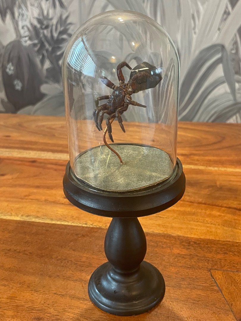 Rare Chinese Hourglass Spider Specimen Furniture And Home Living Home