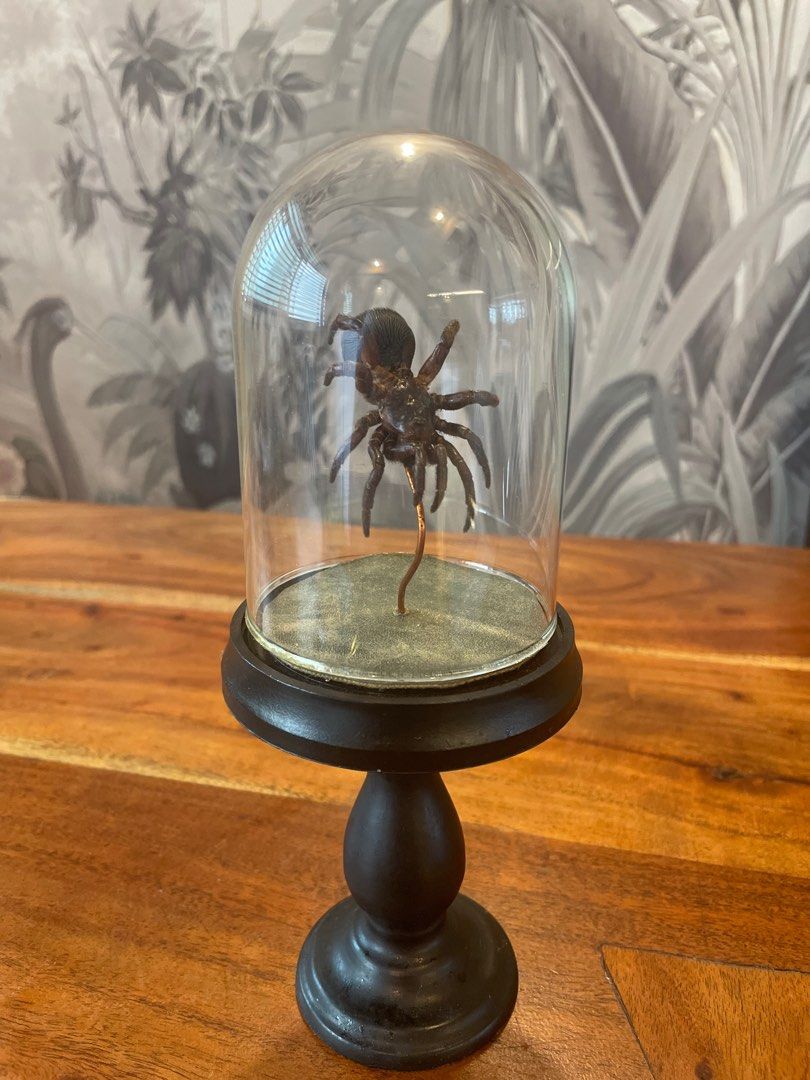 Rare Chinese hourglass spider specimen, Furniture & Home Living, Home ...
