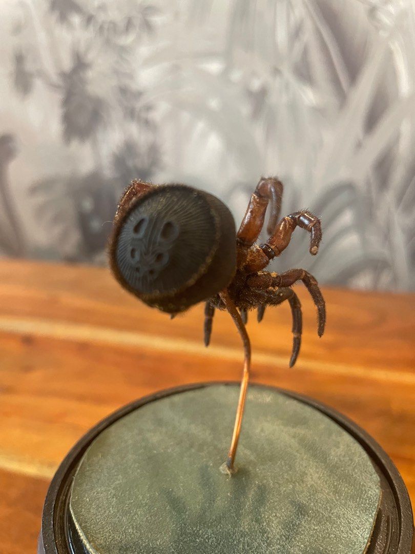 Rare Chinese hourglass spider specimen, Furniture & Home Living, Home ...