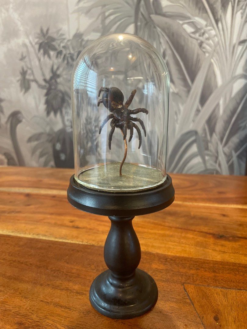 Rare Chinese Hourglass Spider Specimen Furniture And Home Living Home Decor Other Home Decor On