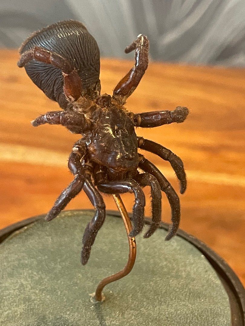 Rare Chinese hourglass spider specimen, Furniture & Home Living, Home ...