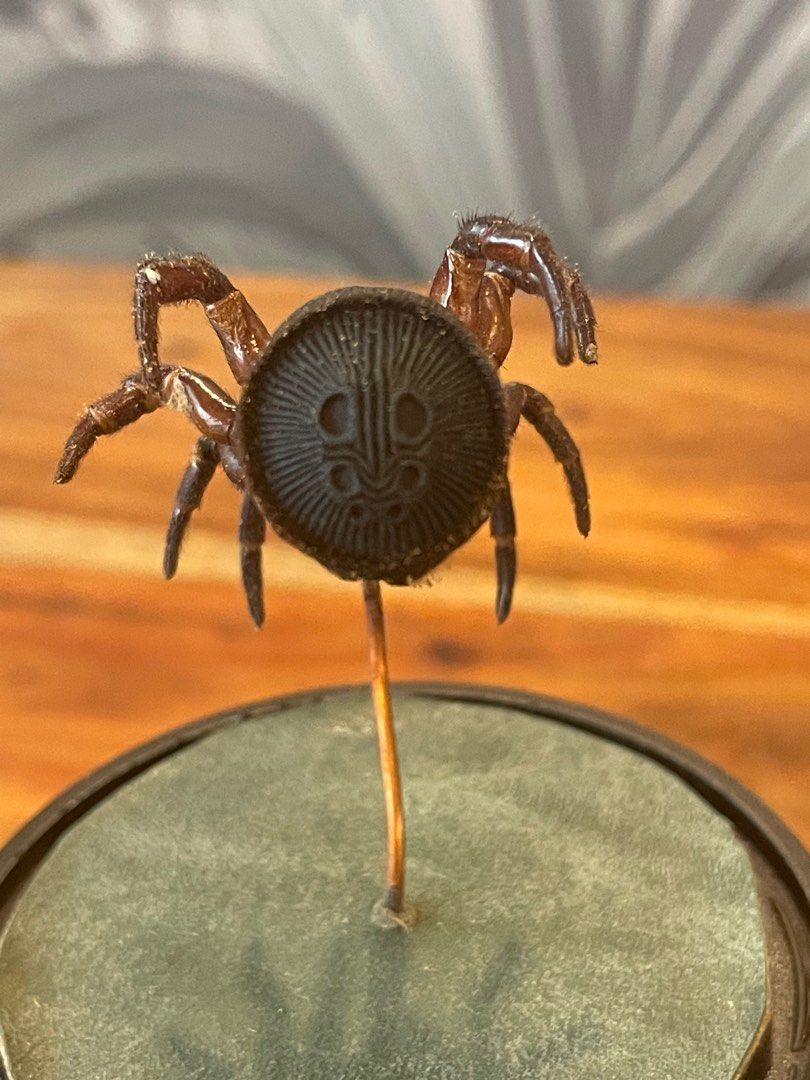 Rare Chinese hourglass spider specimen, Furniture & Home Living, Home ...