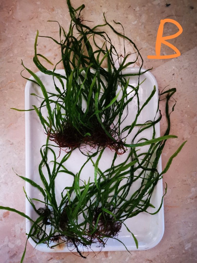 Rare Needle leaf fern, Furniture & Home Living, Gardening, Plants ...