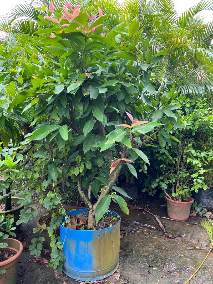 Syzygium aqueum (Burm. f.) Water Apple, Jambu Chili (2m), Furniture ...