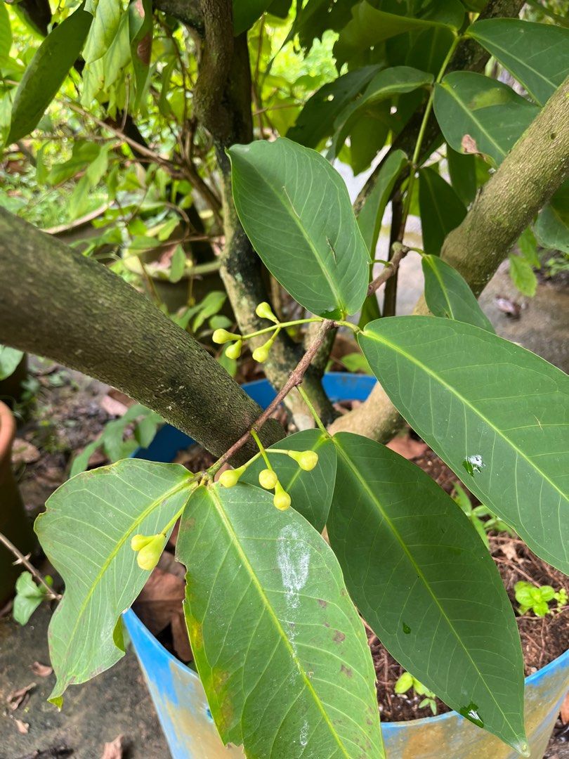 Syzygium aqueum (Burm. f.) Water Apple, Jambu Chili (2m), Furniture ...