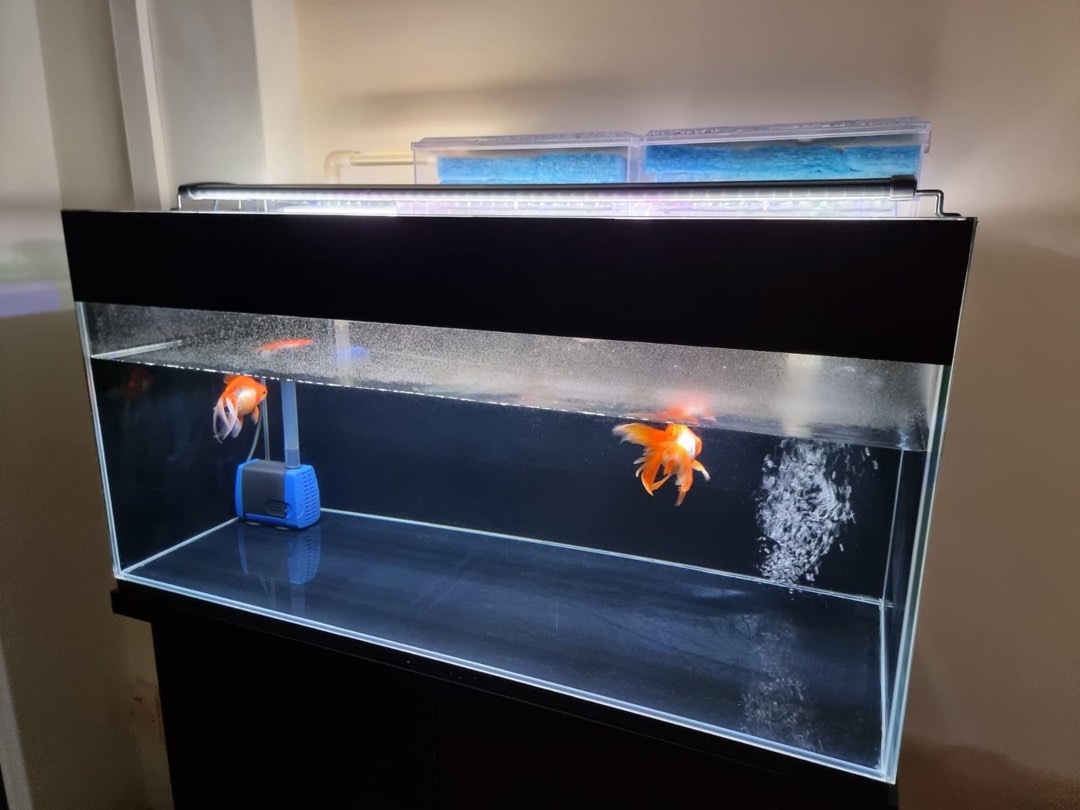 3ft Fish Tank, Pet Supplies, Homes & Other Pet Accessories on Carousell