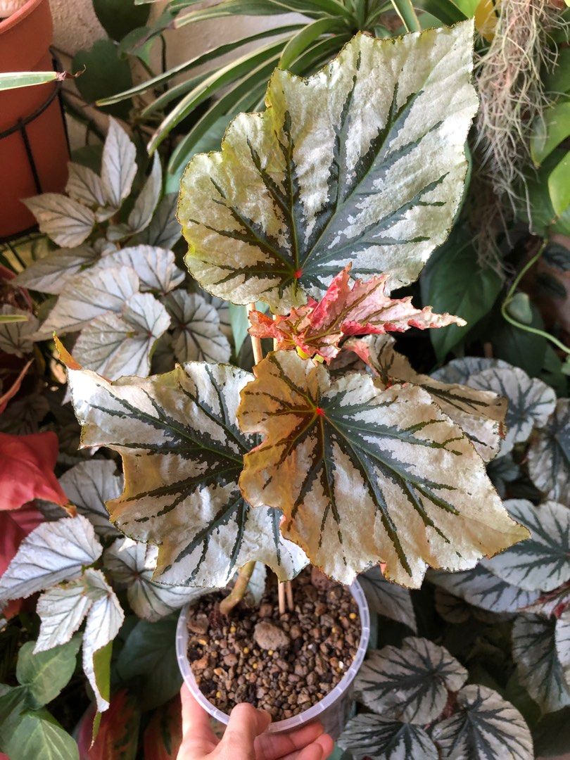 Begonia Looking Glass, Furniture & Home Living, Gardening, Plants ...