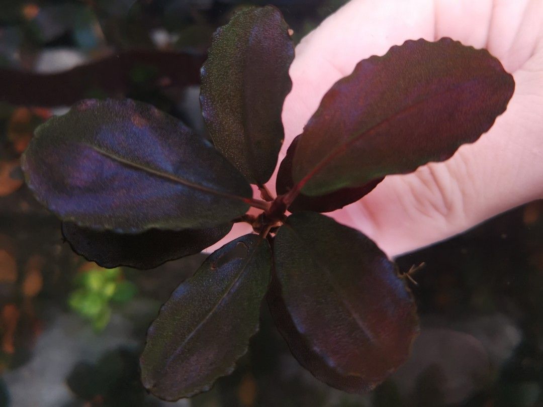 Bucep Bucephalandra Dark Knight Round Leaf (Super Rare), Furniture ...