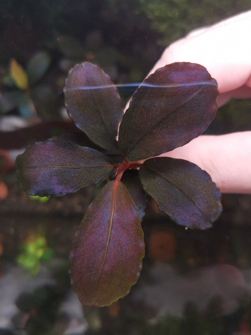 Bucep Bucephalandra Dark Knight Round Leaf (Super Rare), Furniture ...