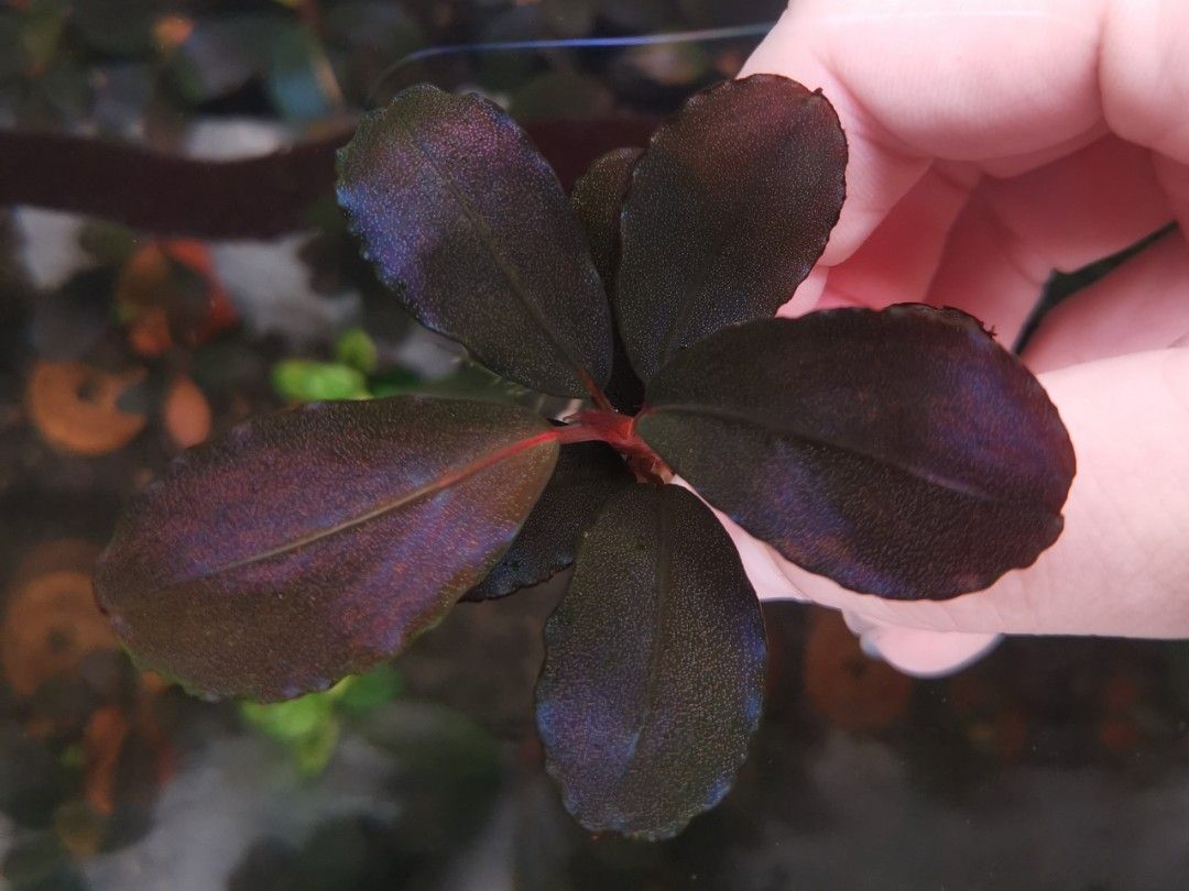Bucep Bucephalandra Dark Knight Round Leaf (Super Rare), Furniture ...