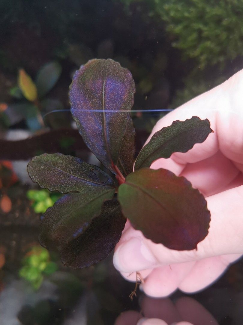 Bucep Bucephalandra Dark Knight Round Leaf (Super Rare), Furniture ...
