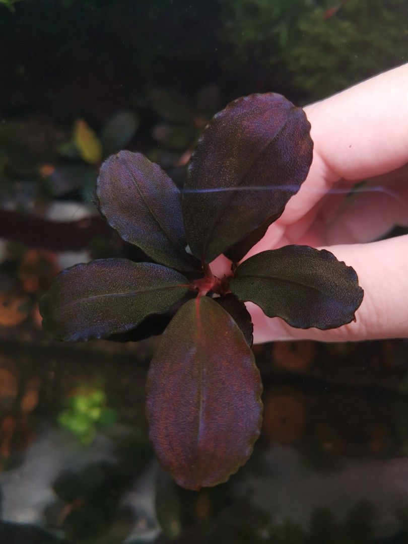 Bucep Bucephalandra Dark Knight Round Leaf (Super Rare), Furniture ...