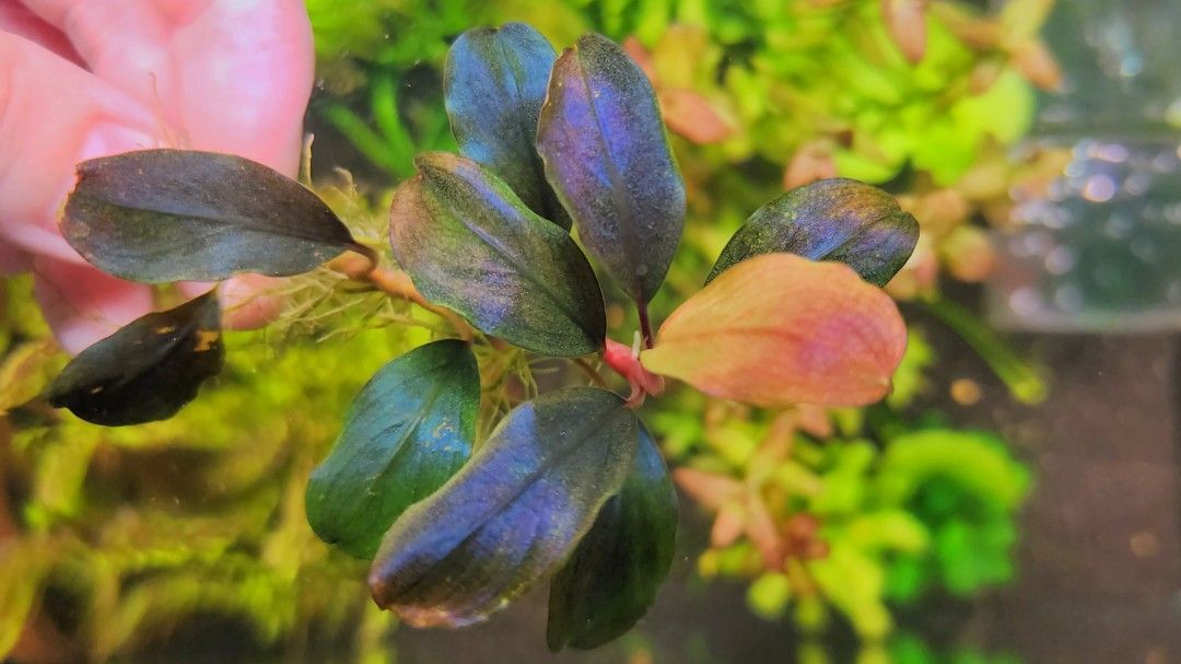 Bucephalandra Rainbow Marble, Aquatic plant, Furniture & Home Living ...