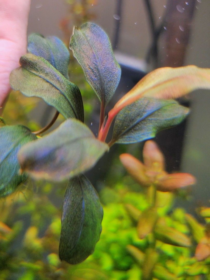Bucephalandra Rainbow Marble, Aquatic plant, Furniture & Home Living ...