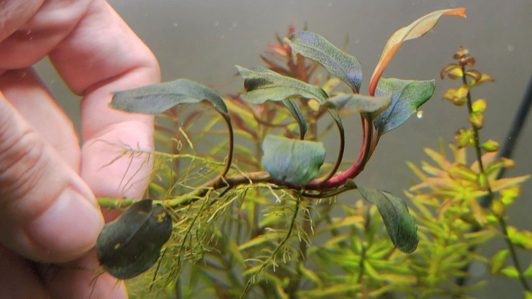Bucephalandra Rainbow Marble, Aquatic plant, Furniture & Home Living ...