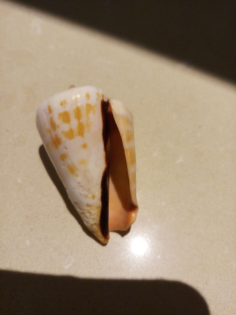 Conus shell orange markings, Hobbies & Toys, Memorabilia & Collectibles ...