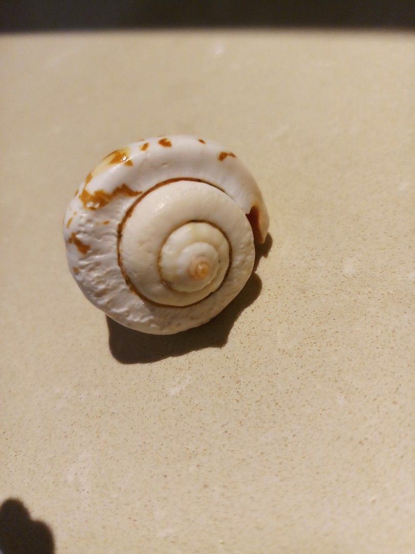 Conus shell orange markings, Hobbies & Toys, Memorabilia & Collectibles ...