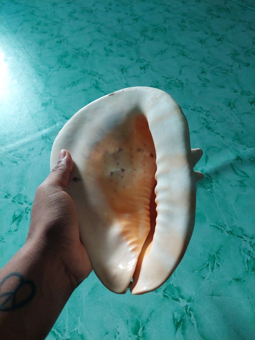 Deep Sea Shell, Furniture & Home Living, Home Decor, Vases & Decorative ...