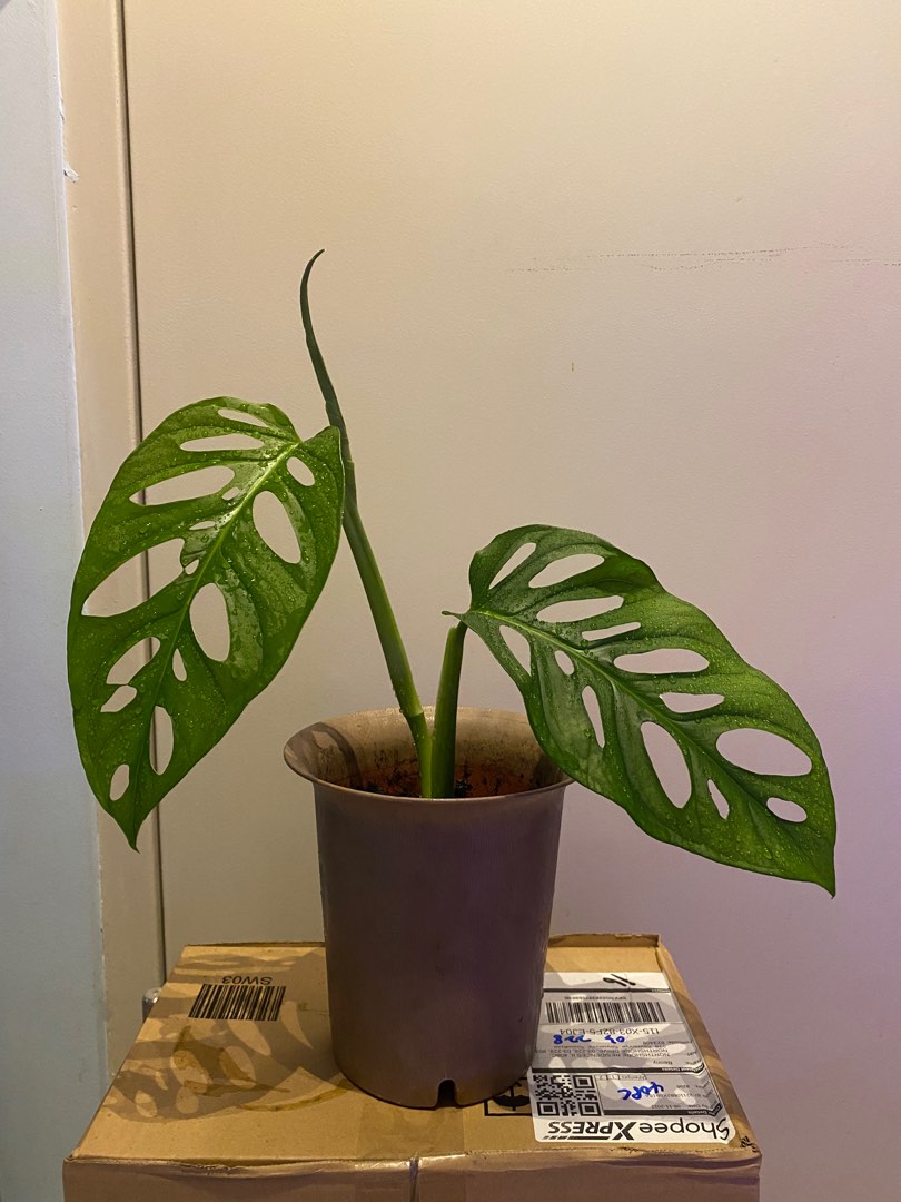 Monstera Adanson, Furniture & Home Living, Gardening, Plants & Seeds on ...
