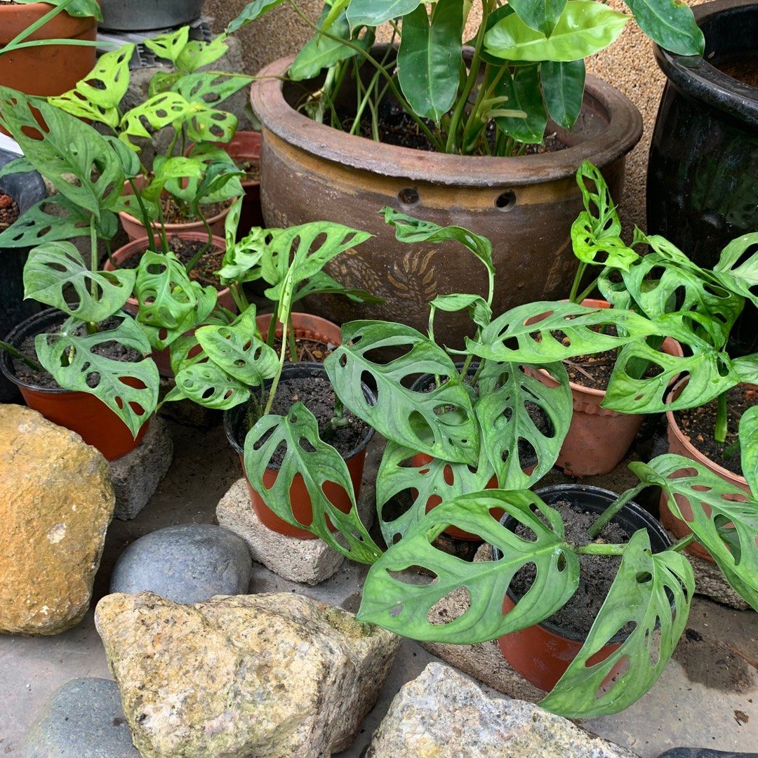 Monstera Adansonii (2 Plants in 1 Pot) top healthy big leaves cuttings from bushy Mother Plant ...