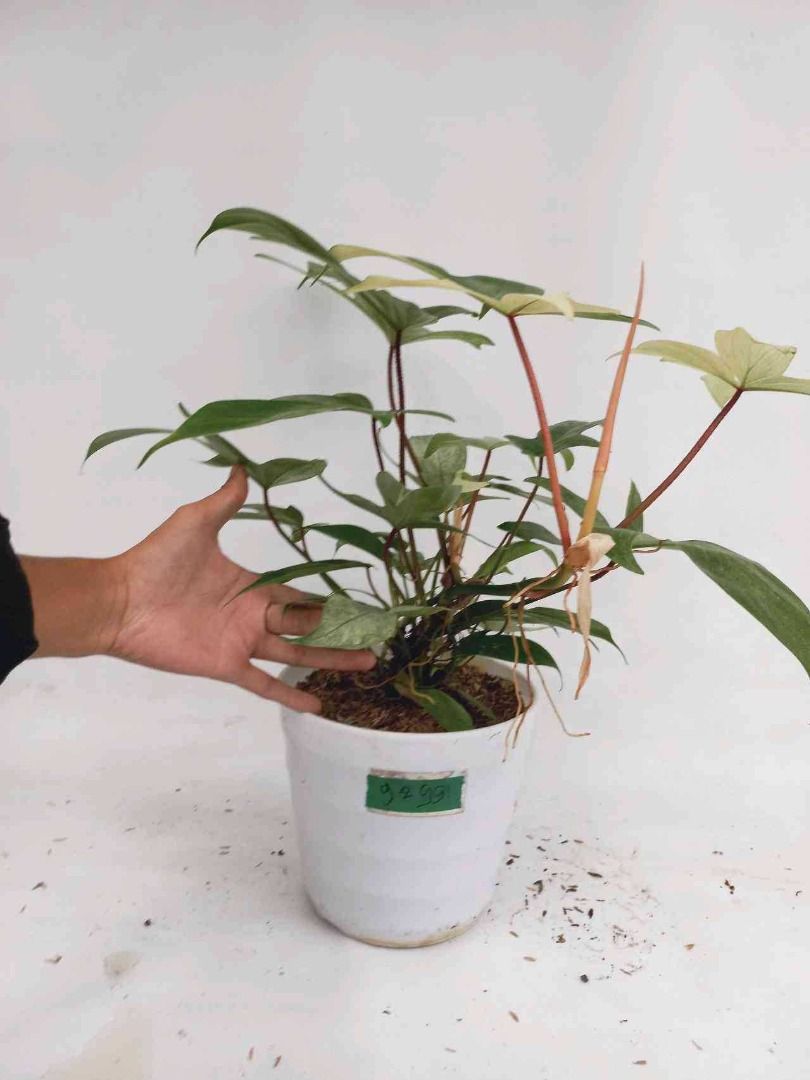 Philodendron Florida Ghost VARIEGATED #92991, Furniture & Home Living ...