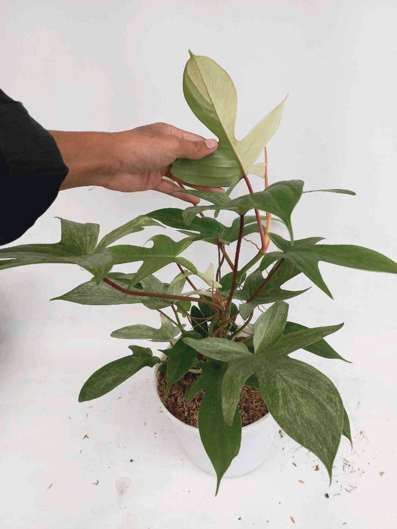 Philodendron Florida Ghost VARIEGATED #92991, Furniture & Home Living ...