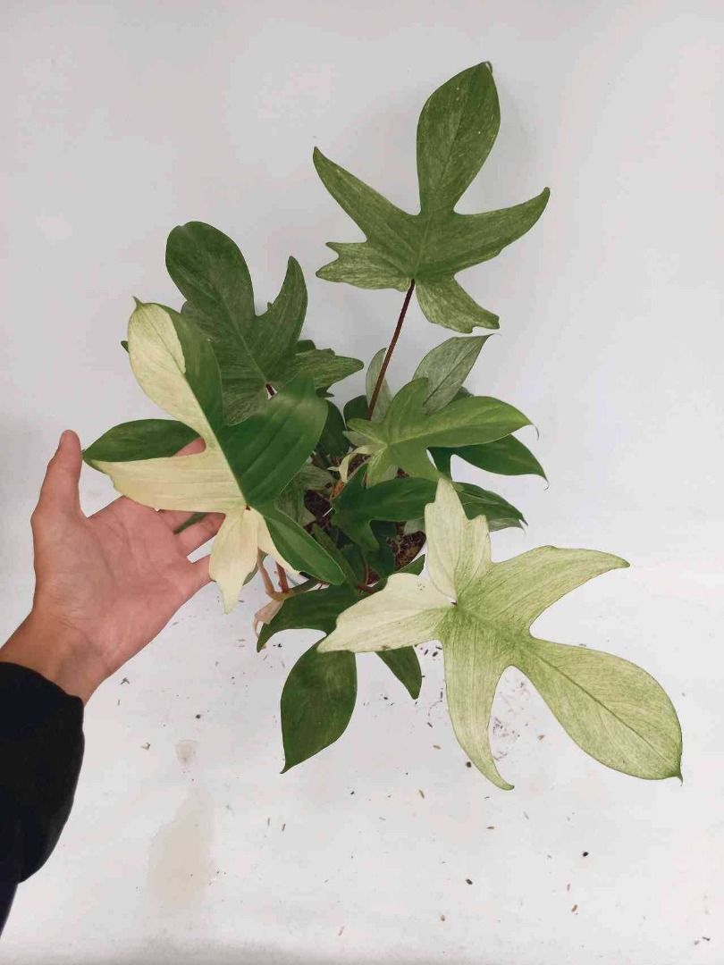 Philodendron Florida Ghost VARIEGATED #92991, Furniture & Home Living ...