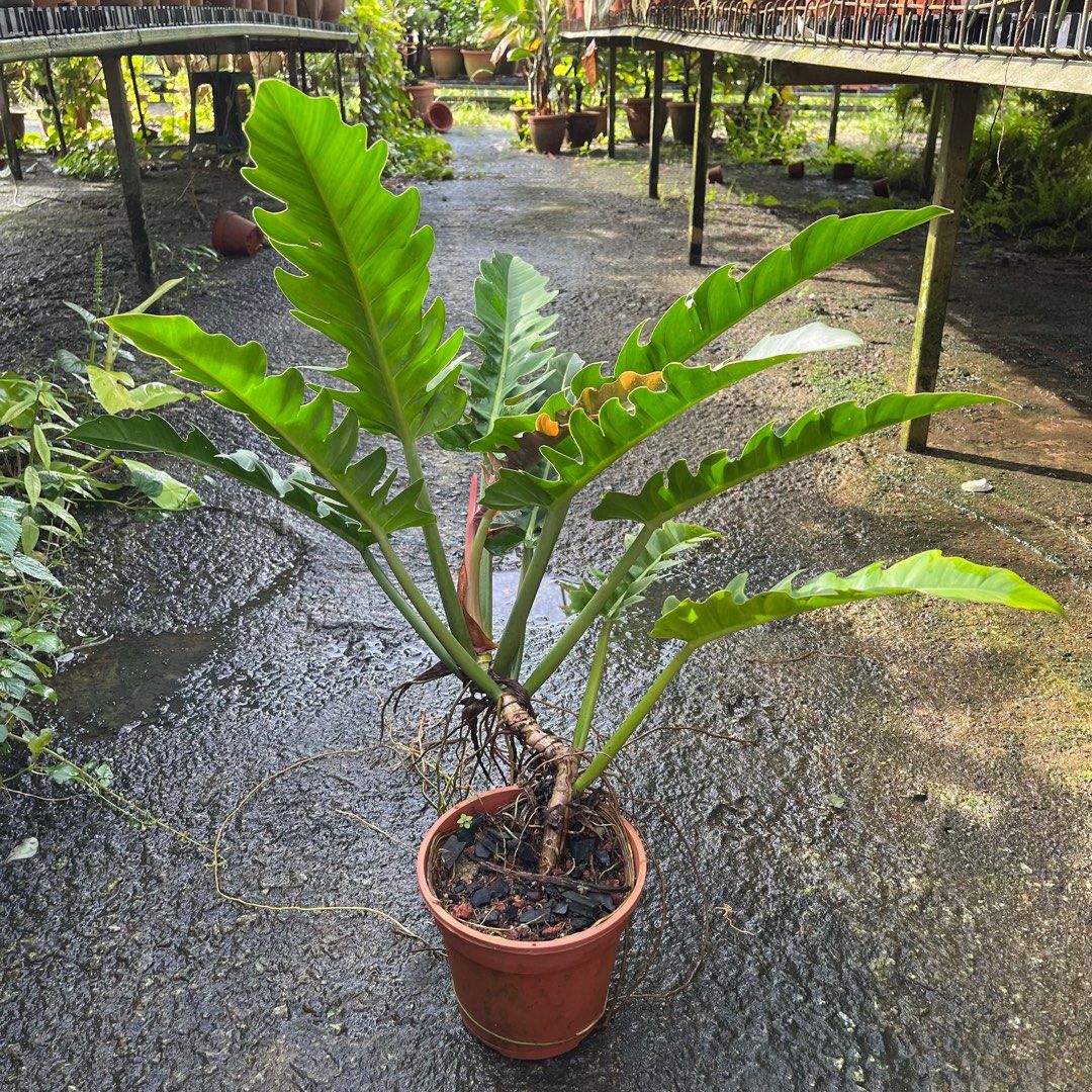 Philodendron Lacerum (0.5m), Furniture & Home Living, Gardening, Plants ...