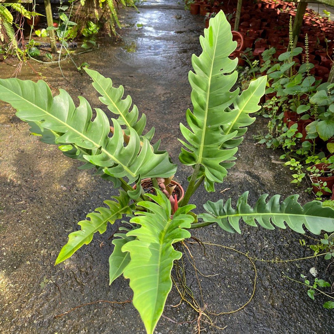 Philodendron Lacerum (0.5m), Furniture & Home Living, Gardening, Plants ...