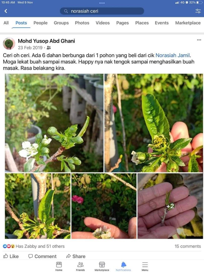 Pokok Buah CERI cherry, Furniture & Home Living, Gardening, Plants ...