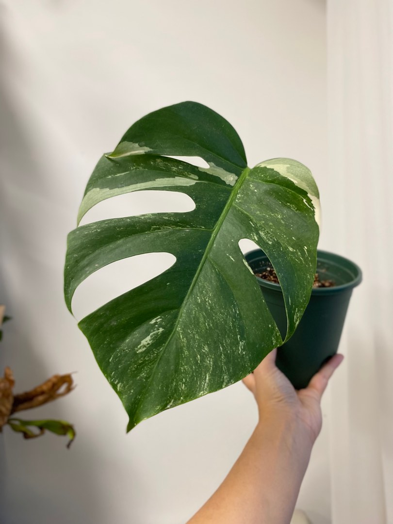 精緻 白斑龜背芋 Monstera deliciosa var borsigiana ’Albo‘ variegated, 傢俬＆家居, 園藝 ...