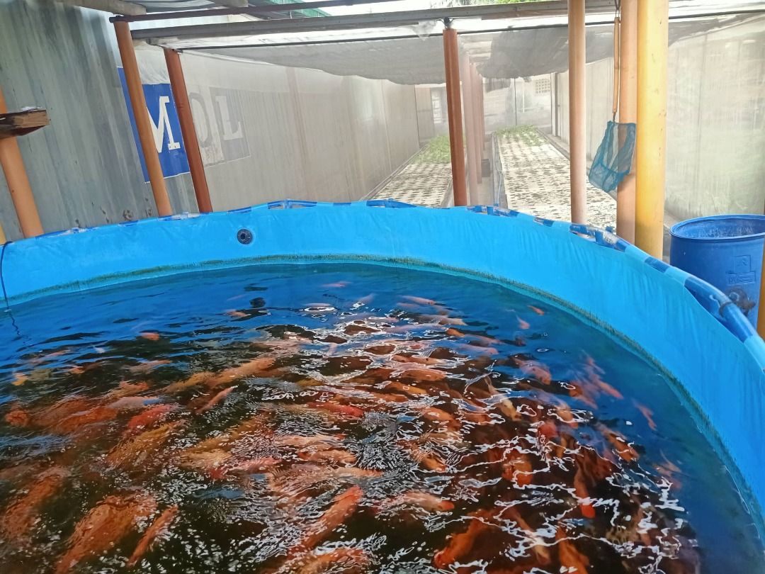 Foldable fish tank, Sports Equipment, Fishing on Carousell