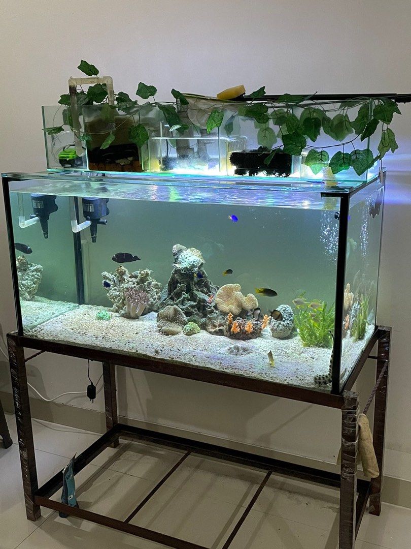 Full Set Aquarium. BESERTA SEMUA ISINYA, Perlengkapan Hewan, Aksesoris ...