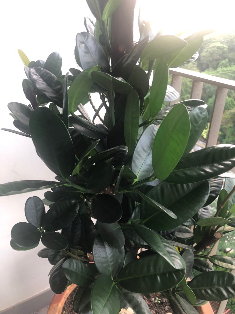 Happiness tree, Furniture & Home Living, Gardening, Plants & Seeds on ...