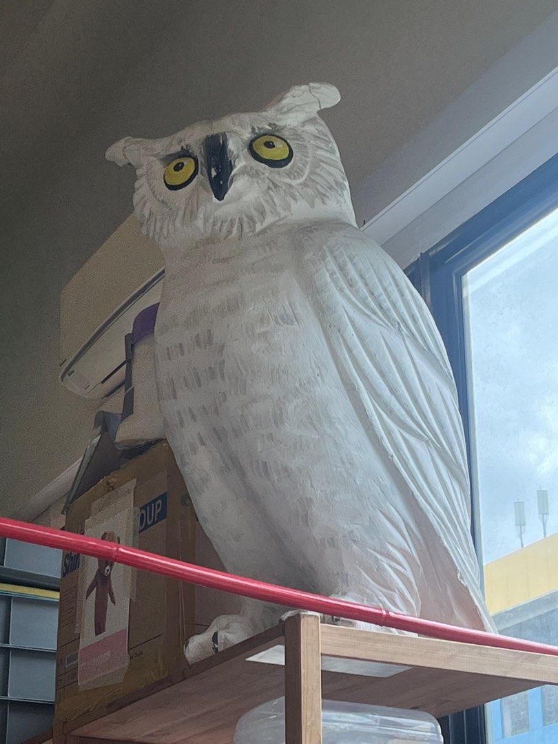 Harry Potter giant owl prop $200, Hobbies & Toys, Memorabilia ...
