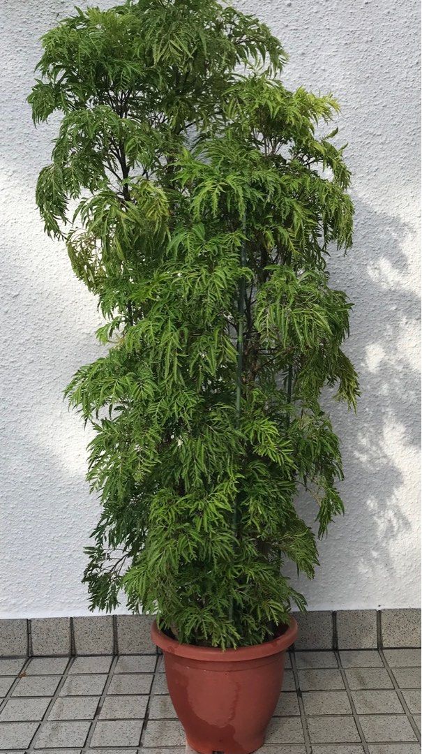 Ming Aralia, Furniture & Home Living, Gardening, Plants & Seeds on ...