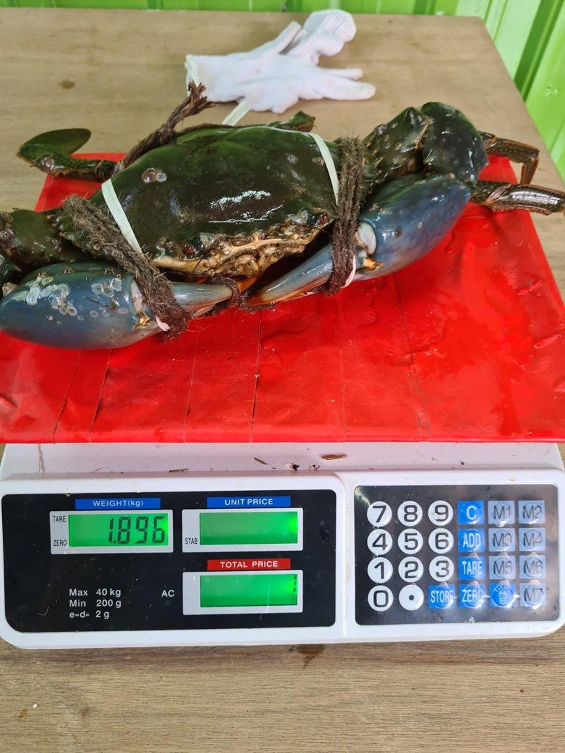 Mud Crab (Rare!!!), Food & Drinks, Local Eats on Carousell