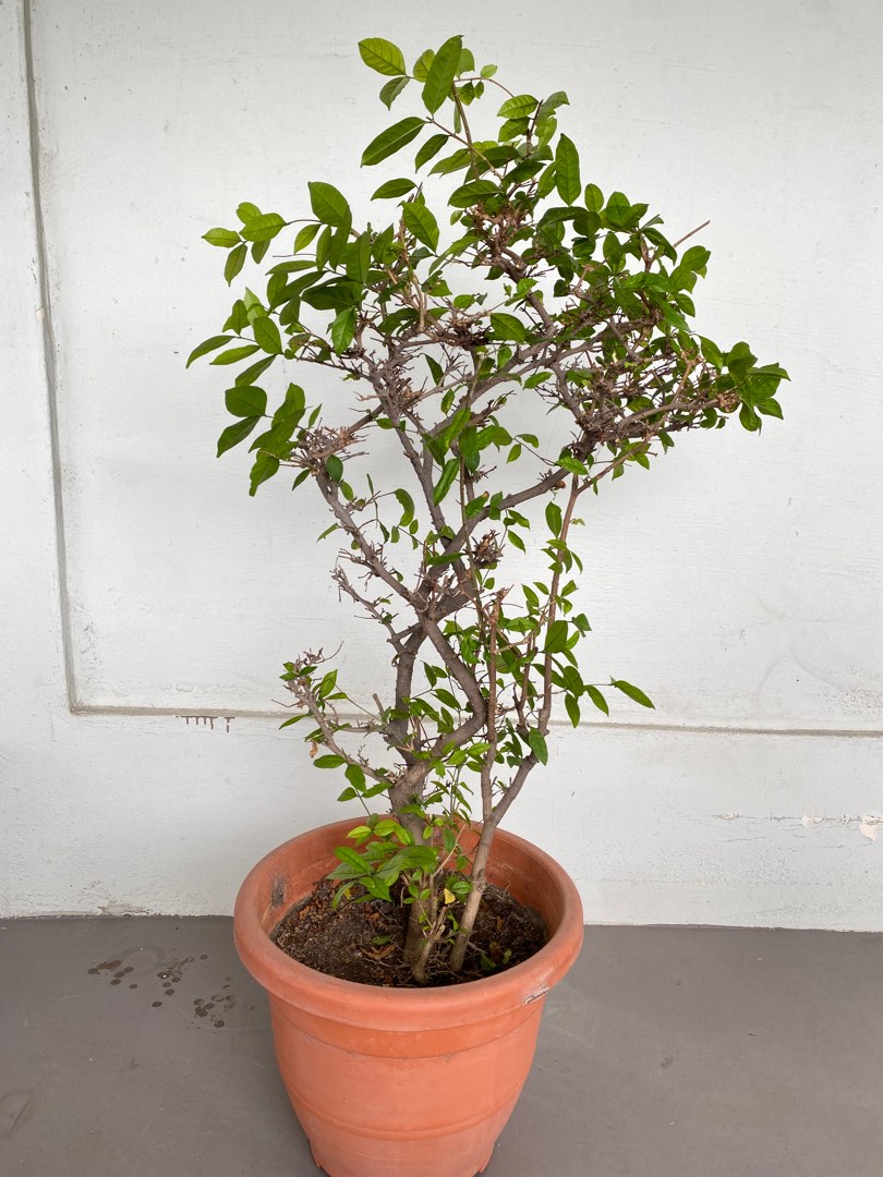 Plant in pot to bless, Furniture & Home Living, Gardening, Plants ...