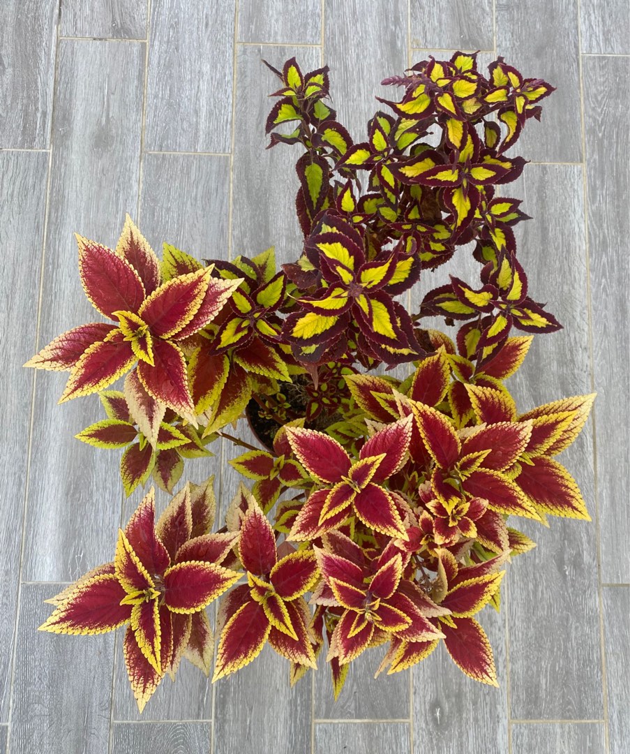 Assorted Coleus (2 different types, 2 plants), Furniture & Home Living ...