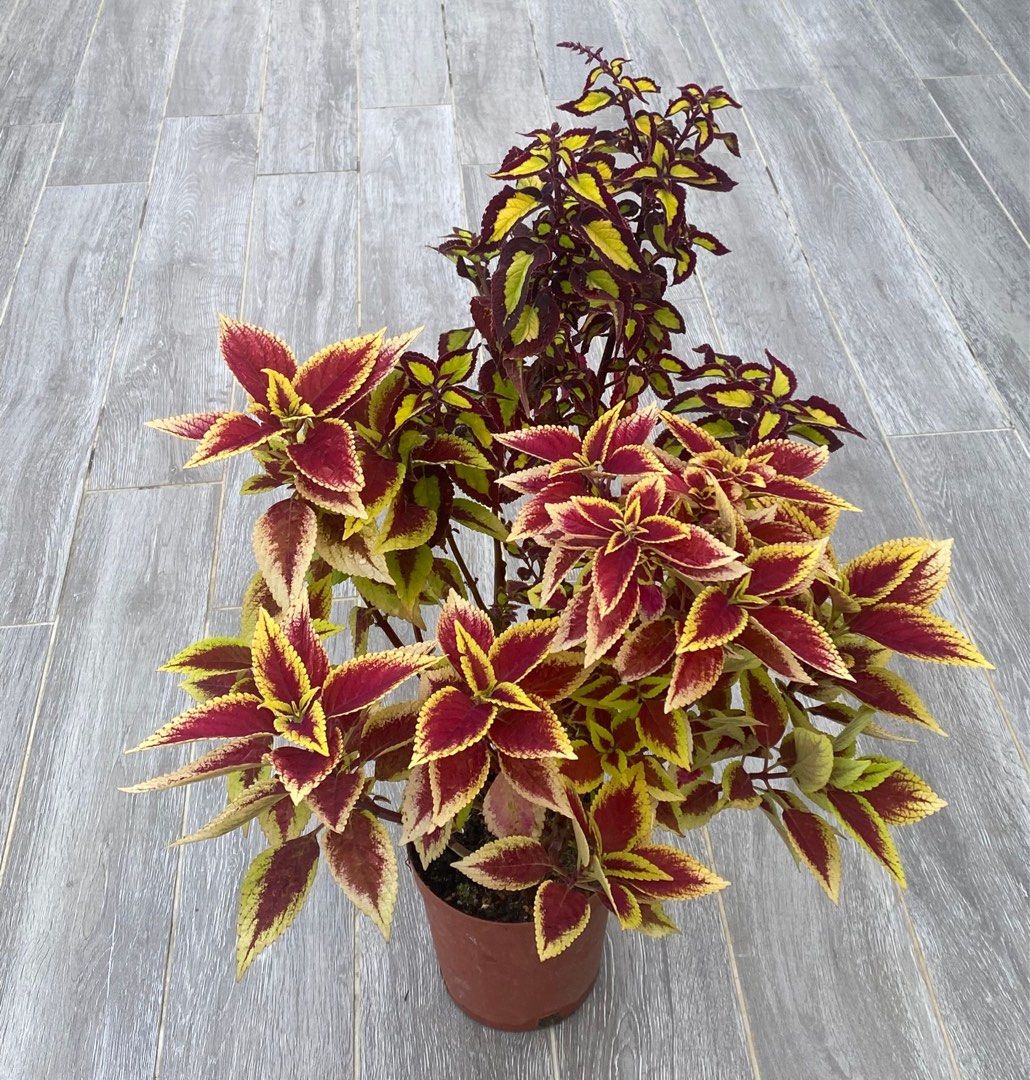 Assorted Coleus (2 different types, 2 plants), Furniture & Home Living ...