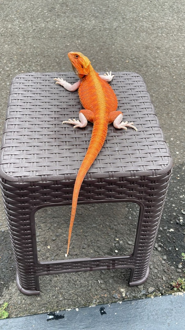 Bearded Dragon, Toys & Collectibles, Others on Carousell