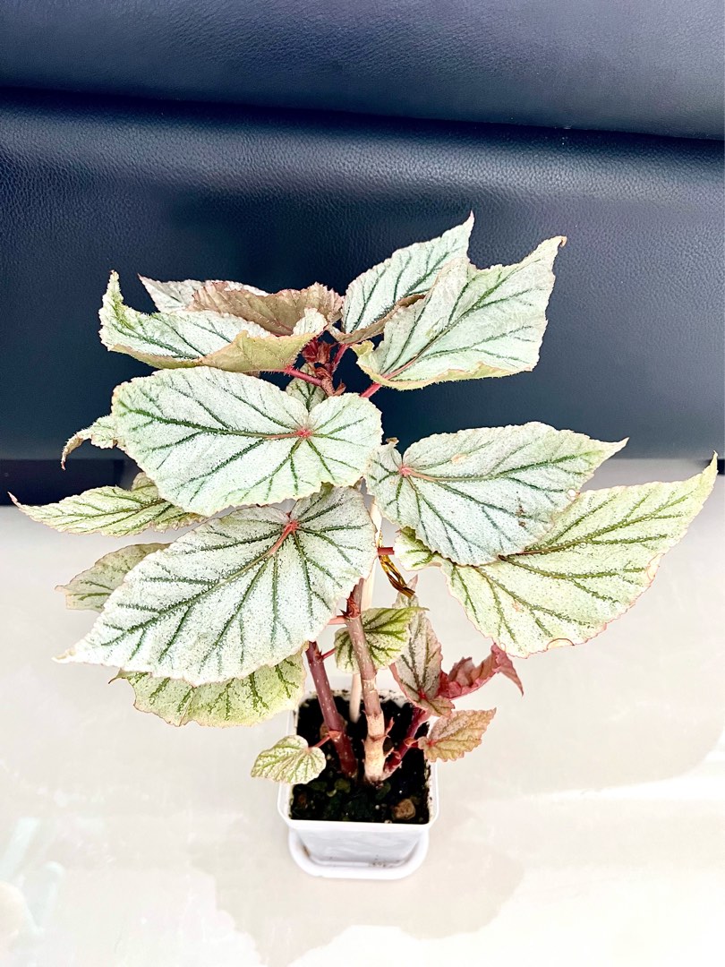 Begonia Frosty, Furniture & Home Living, Gardening, Plants & Seeds on ...