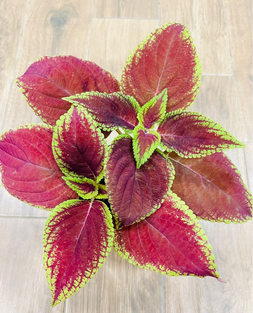 Coleus Defiance, Furniture & Home Living, Gardening, Plants & Seeds on ...