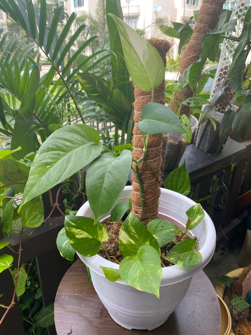 epipremnum pinnatum Albo with money plant, Furniture & Home Living ...