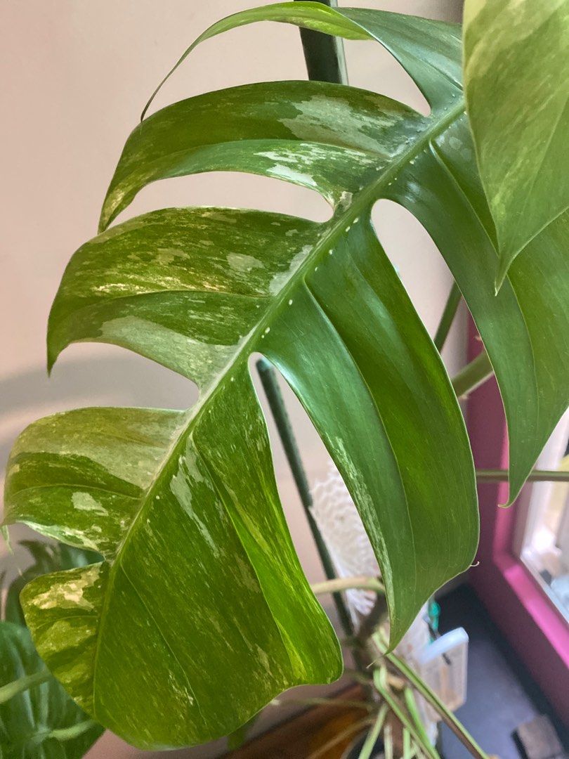 epipremnum pinnatum Albo with money plant, Furniture & Home Living ...